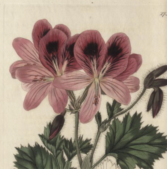 The Great Geranium Robbery – GARDEN HISTORY TALKS